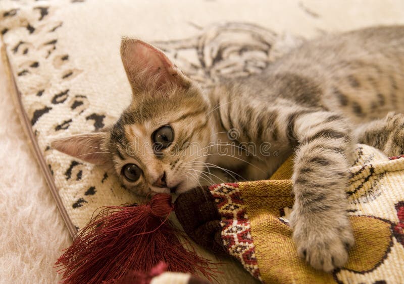 Little cat stock photo. Image of legend, learn, life, child - 6047076