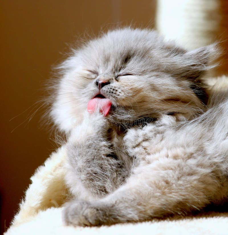 Little Cat stock image. Image of junior, little, small - 789837