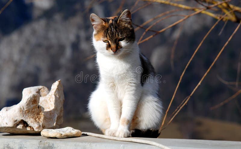 Little Cat Picture. Image: 8192253