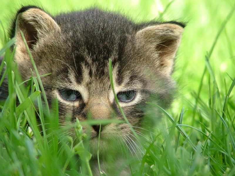 Little cat stock photo. Image of grass, park, garden, outdoor - 872768