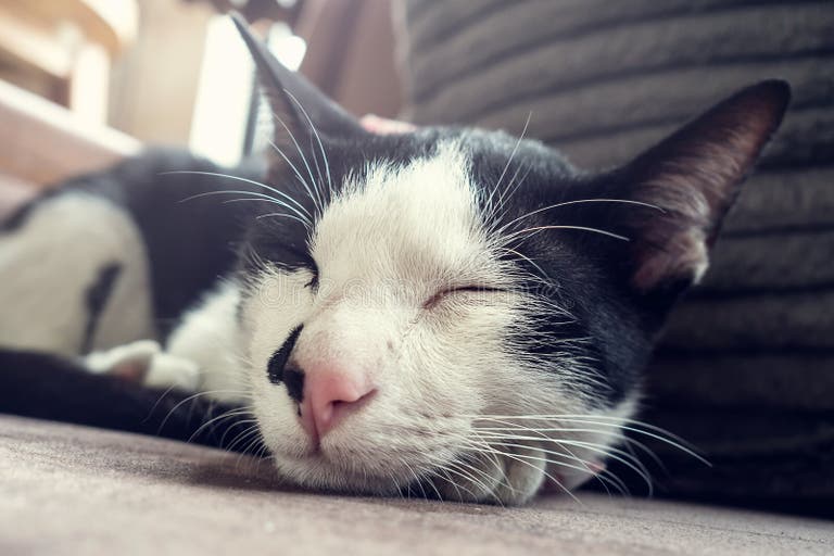 759 Little Ai Tween Stock Photos - Free & Royalty-Free Stock Photos ...