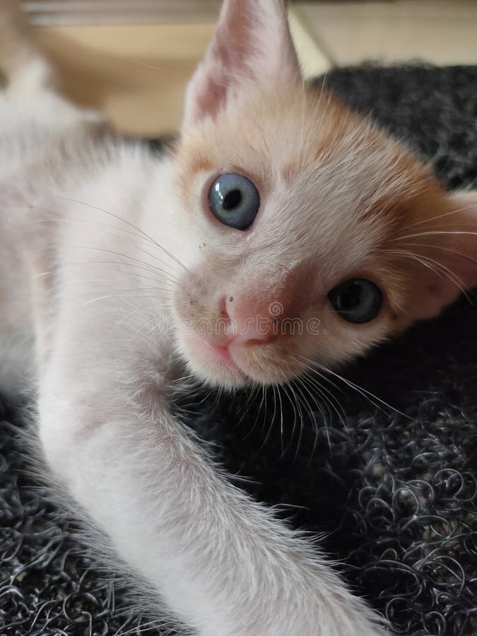 Little Cat Alan Stock Photos - Free & Royalty-Free Stock Photos from ...