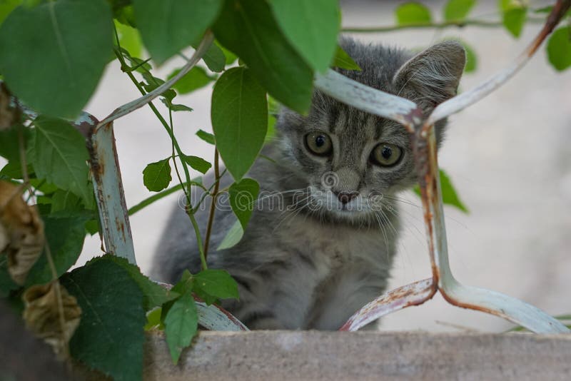 Cat Behind the Fence Surrounded by Leaves Stock Image - Image of animal ...