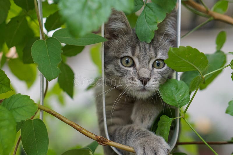 Cat Behind the Fence Surrounded by Leaves Stock Image - Image of animal ...