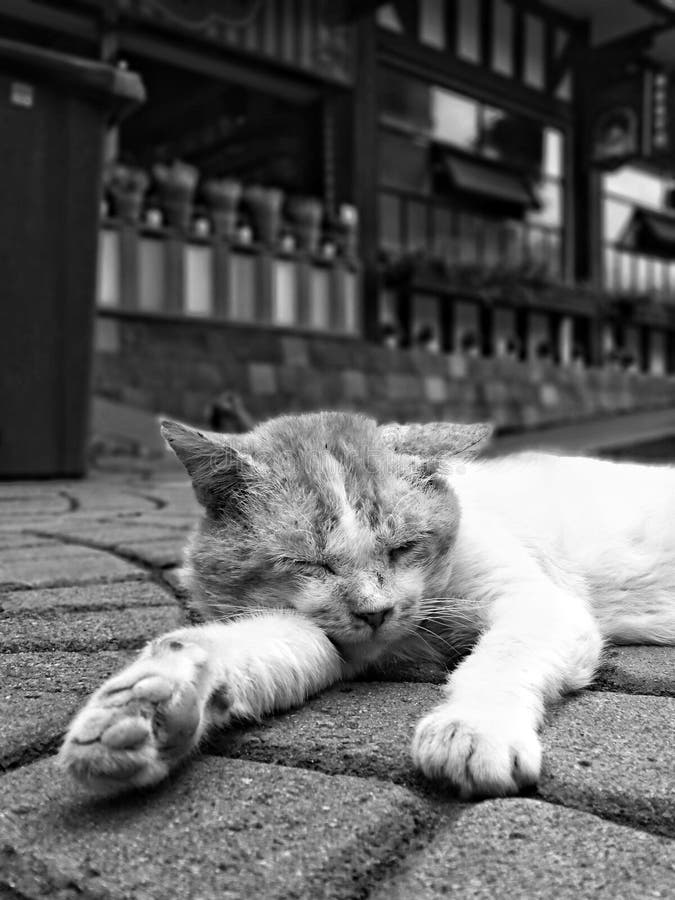 Little Cat in Black and White Photograph Stock Photo - Image of black ...
