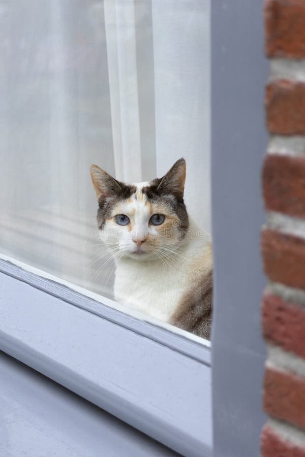 Little Cat with Blue Eyes Sitting Behing a Window Stock Photo - Image ...