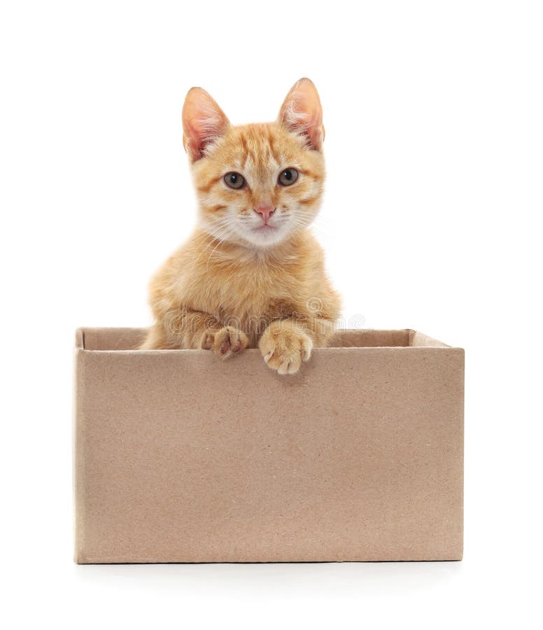 Little cat in the box. stock photo. Image of transportation - 110319602
