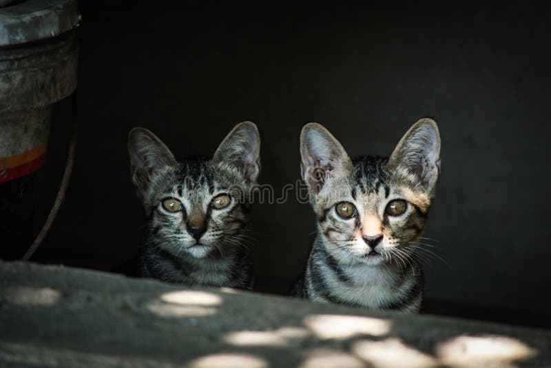 Little cat stock image. Image of look, looking, little - 90649561
