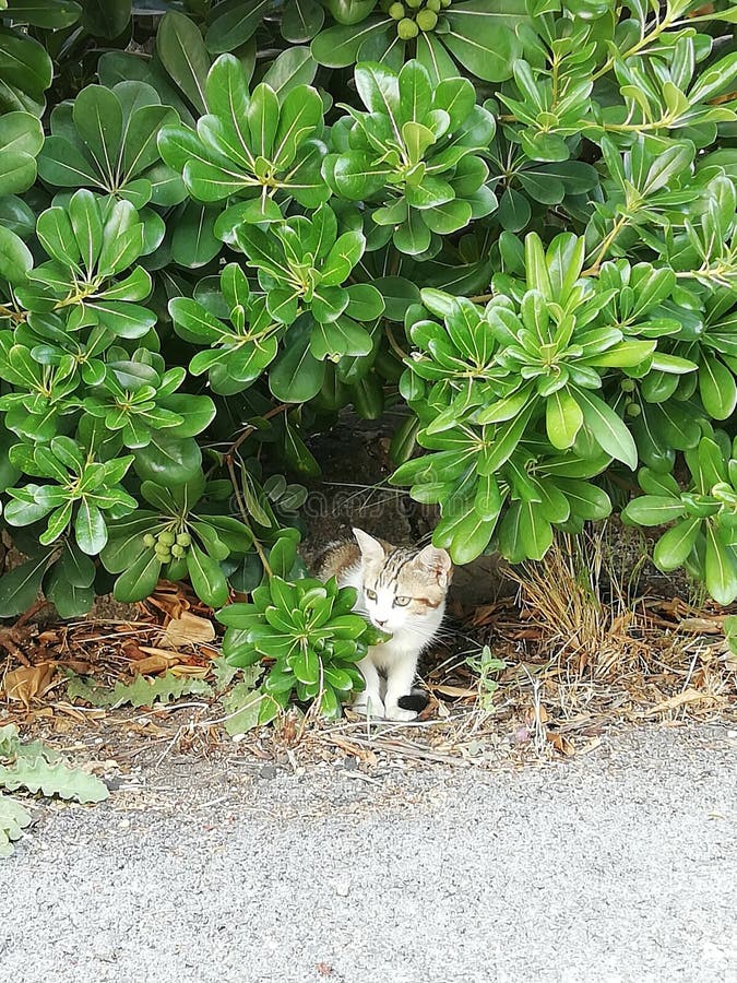 Cat in a bush stock photo. Image of taken, pray, amazing - 74723626