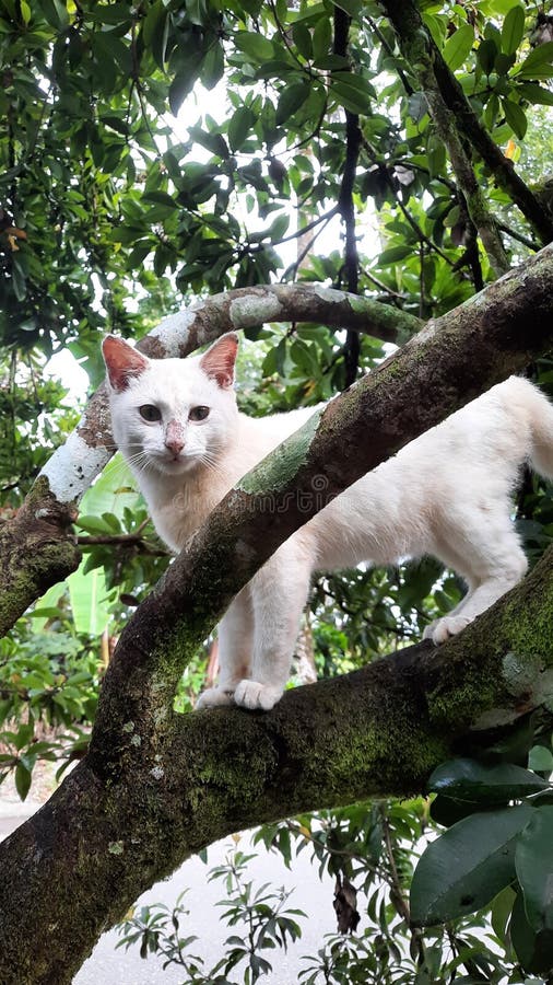 Cute Little Cat Climbs a Tree and Plays There Stock Image - Image of ...