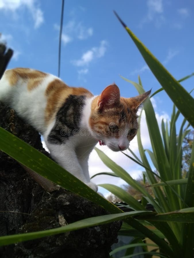 Cat explorer stock photo. Image of tree, comming, explorer - 117512122