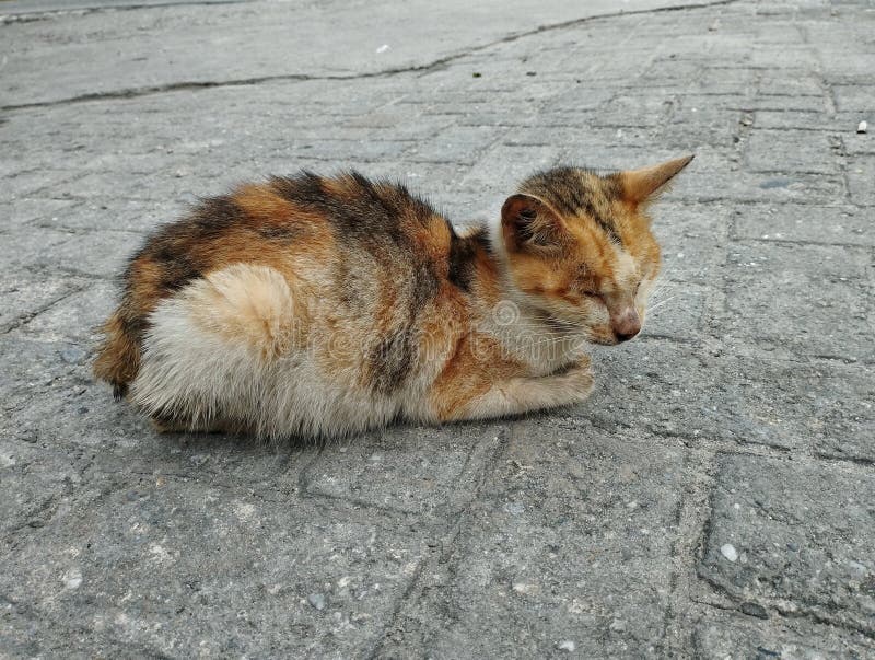 Little cat curled up alone stock photo. Image of alone - 265741080