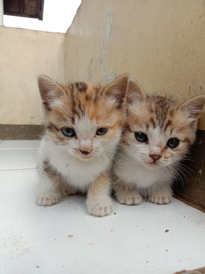 2 Little Cat Cute I Love Youuu Stock Image - Image of love, little ...