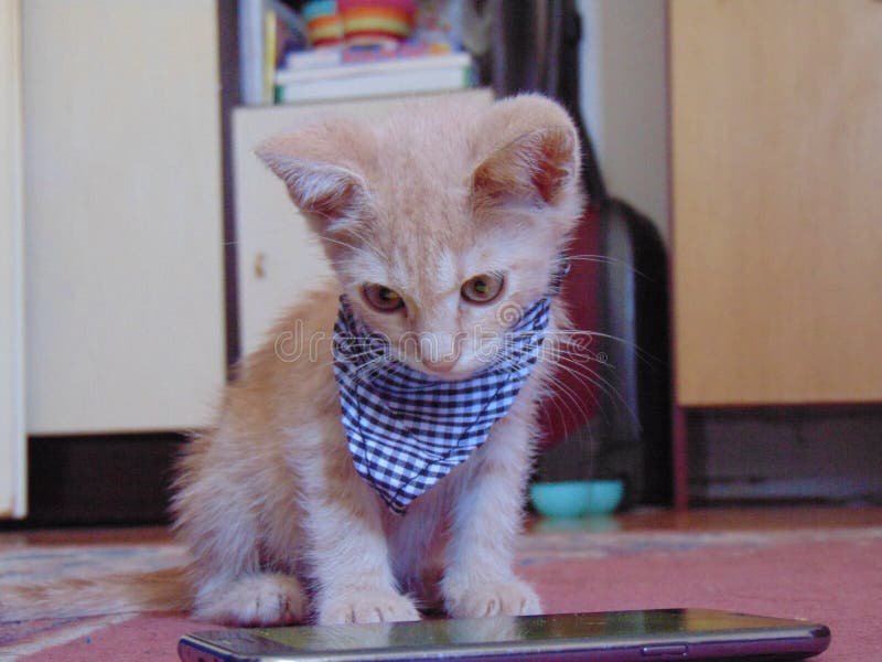 Little cat stock photo. Image of kitty, yellow, kitten - 129283350