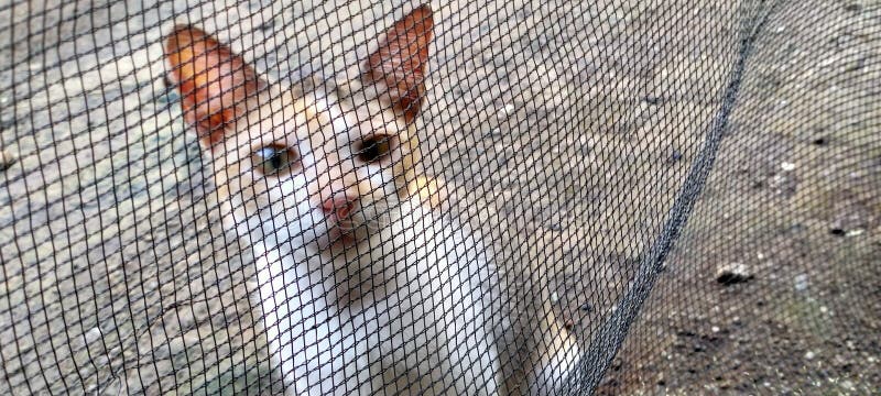 Little Cat with Cute Pose in Garden Stock Photo - Image of garden ...