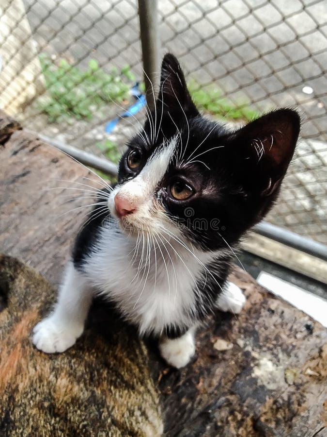 The Little Cat Face Skepticism, with Some of the Things that Have Never ...