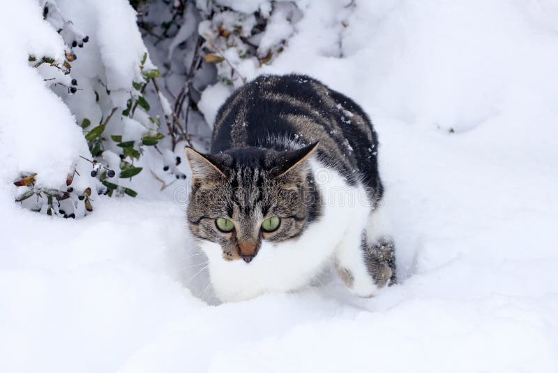 A Little Cat Fights Its Way through the Deep Snow Stock Photo - Image ...