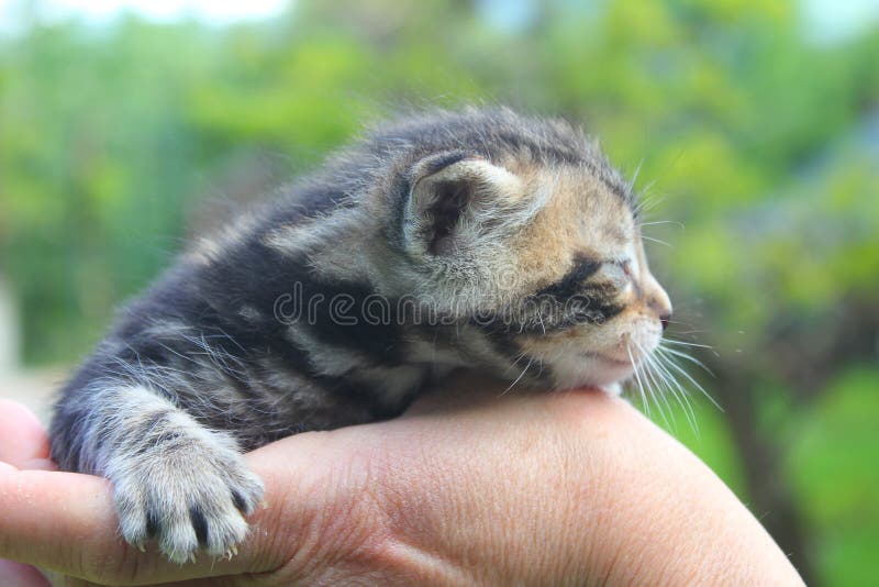 Little cat on hand stock photo. Image of mammal, small - 93110174