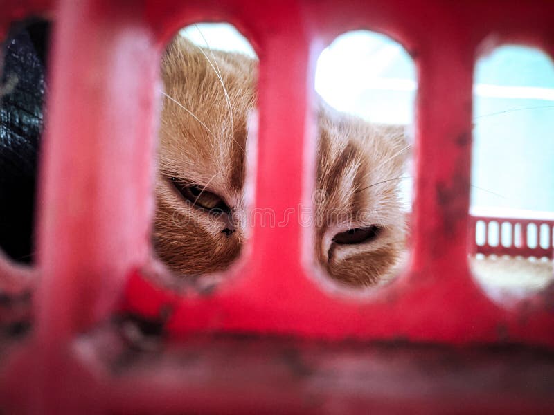 Little cat in the jail stock photo. Image of jail, hand - 230263066