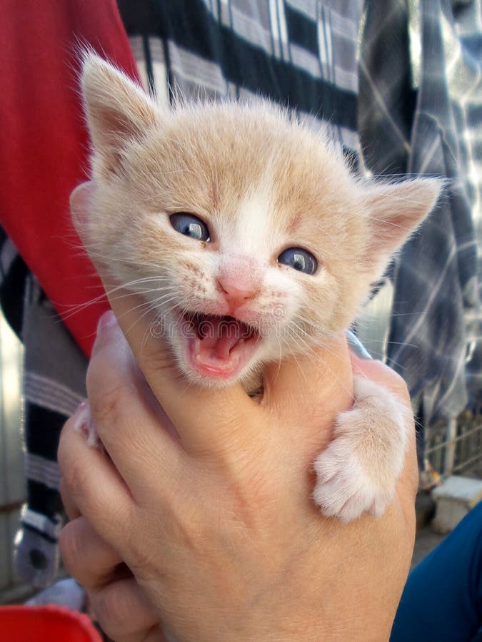 Little cat stock photo. Image of cutie, dream, close - 52841606