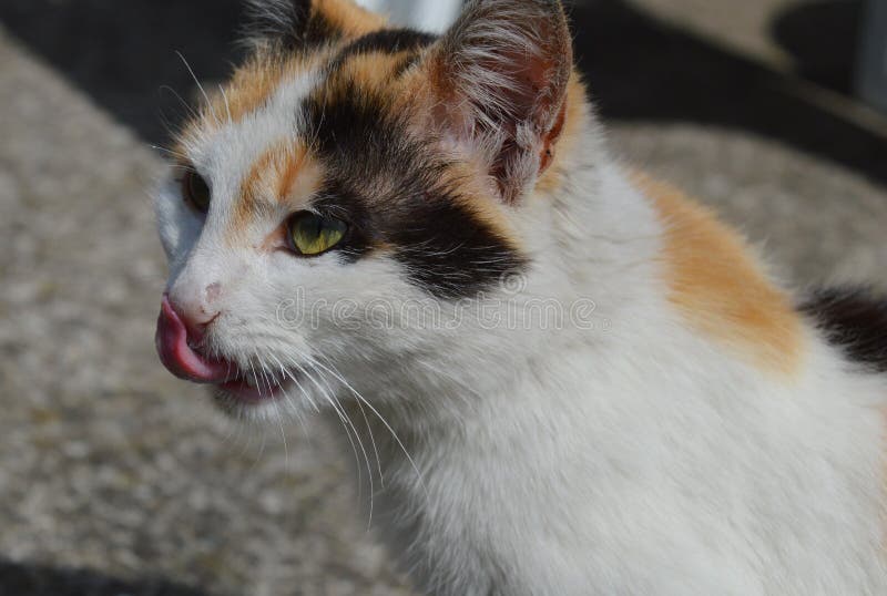 Little cat licks its snout stock photo. Image of language - 181022900