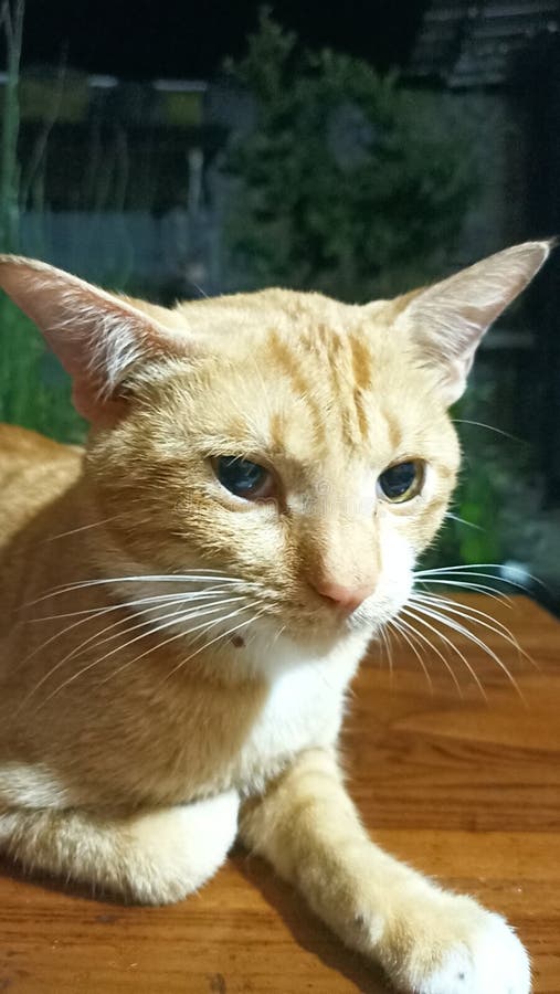 A Little Cat Lying Down with One Leg Bent Stock Image - Image of ...