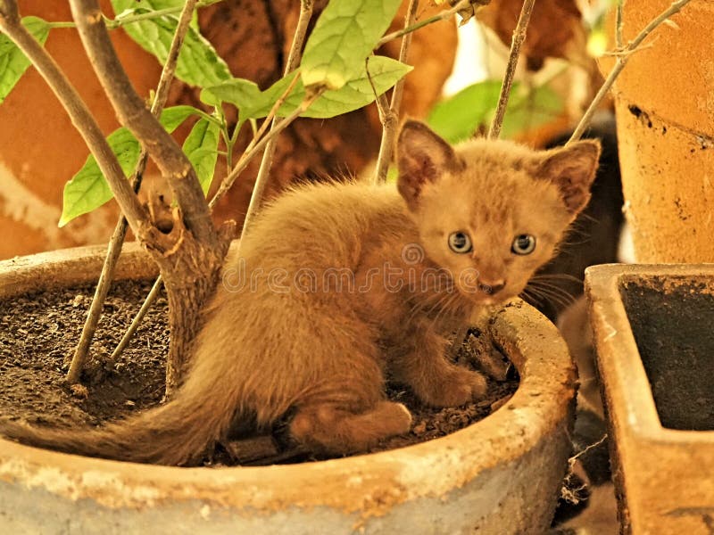 Little cat mammals stock image. Image of carnivore, plant - 178774091