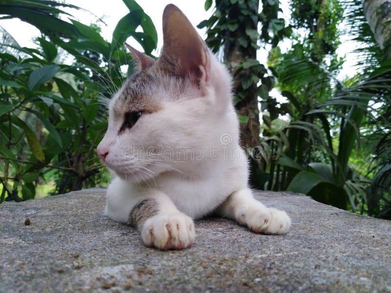 White Little Cat Side Picture Stock Image - Image of wildcat, mammal ...