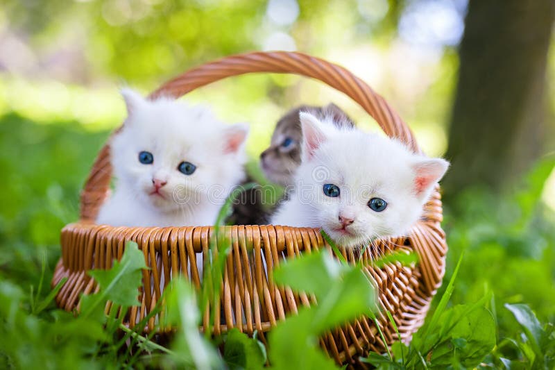 Little cat, outdoor stock image. Image of healthy, animal - 62652657