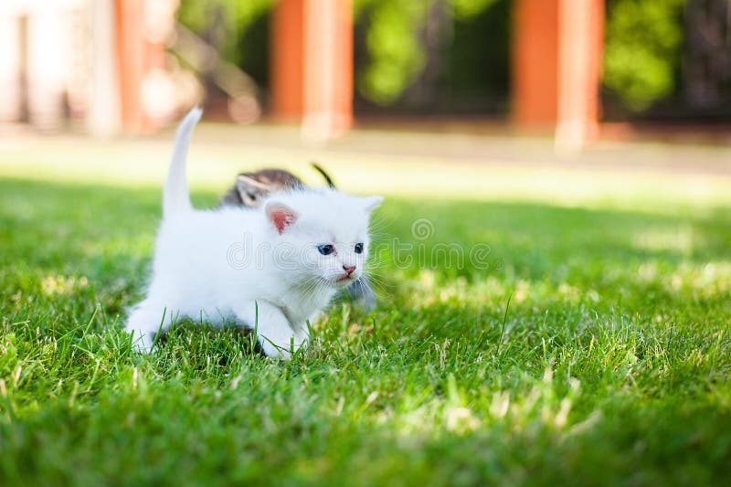 Little cat, outdoor stock photo. Image of funny, healthy - 62652614