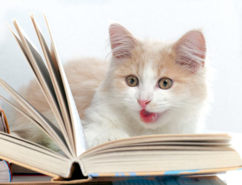 Sweet Cat with Bandana Reading a Book Stock Photo - Image of animal ...