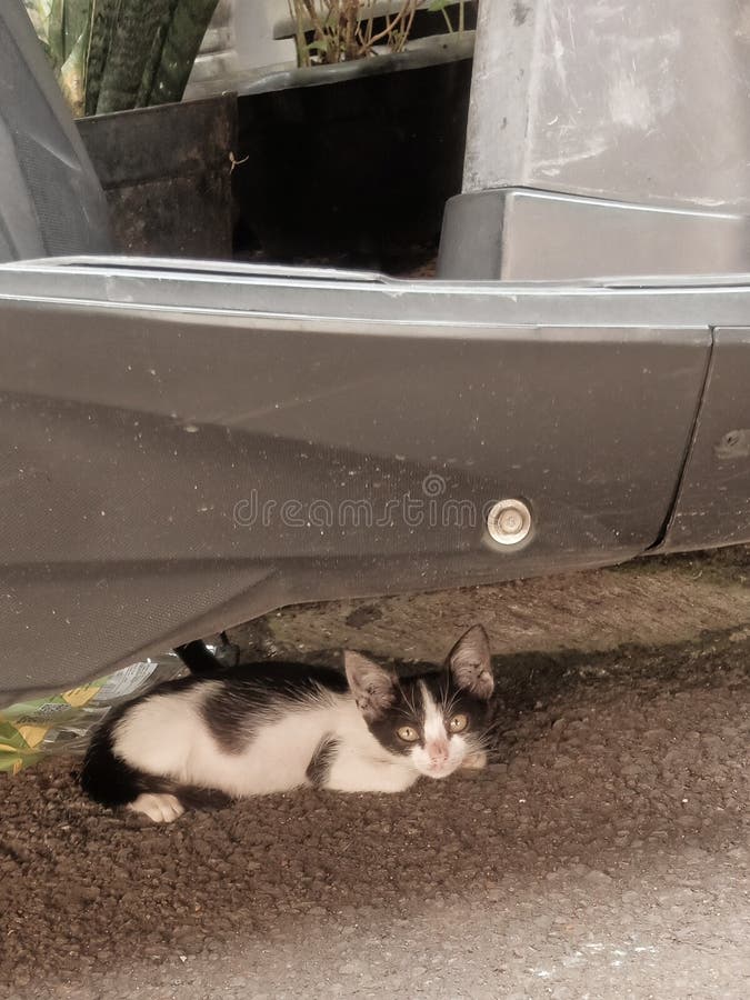 Little Cat Resting in the Heat Stock Photo - Image of whiskers, animal ...