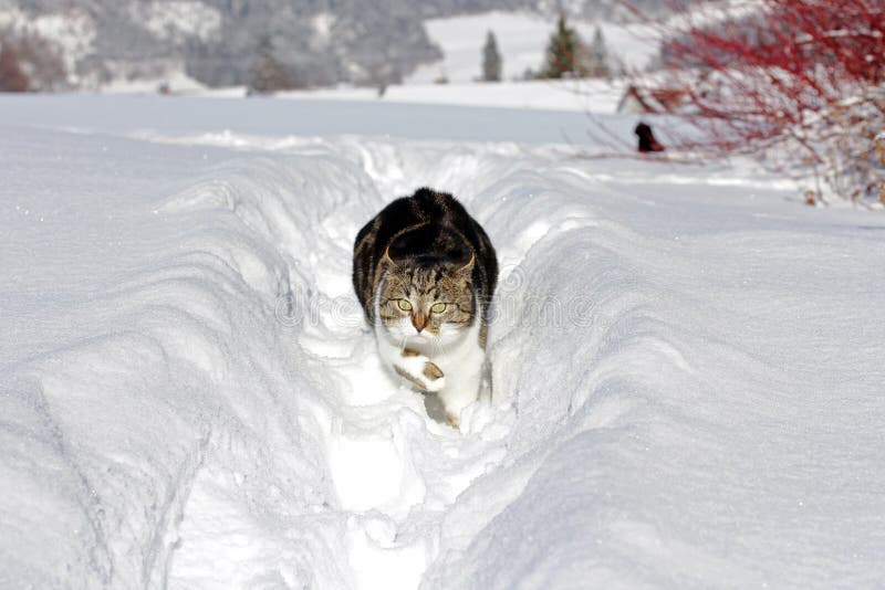 Little Cat Running Happily through the Snow Stock Photo - Image of fast ...