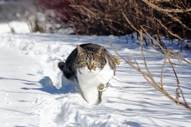 Little Cat Running through the Snow Stock Photo - Image of look, play ...