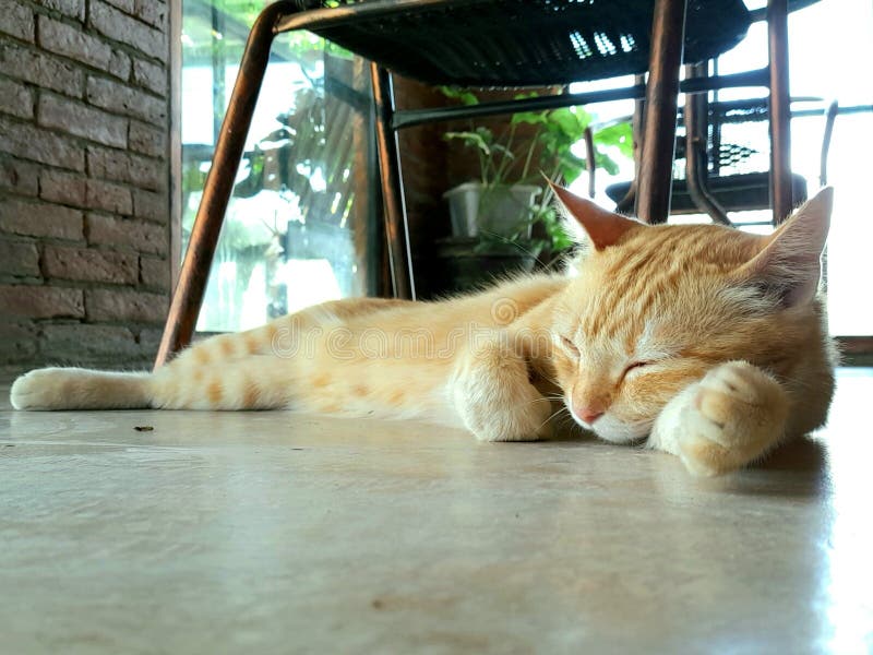 The Little Cat is Sleeping Comfortably in the Morning. Stock Photo ...