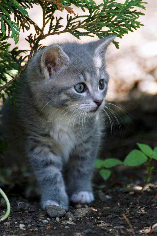 Little cat stock photo. Image of odpo, mammal, home, little - 74563920