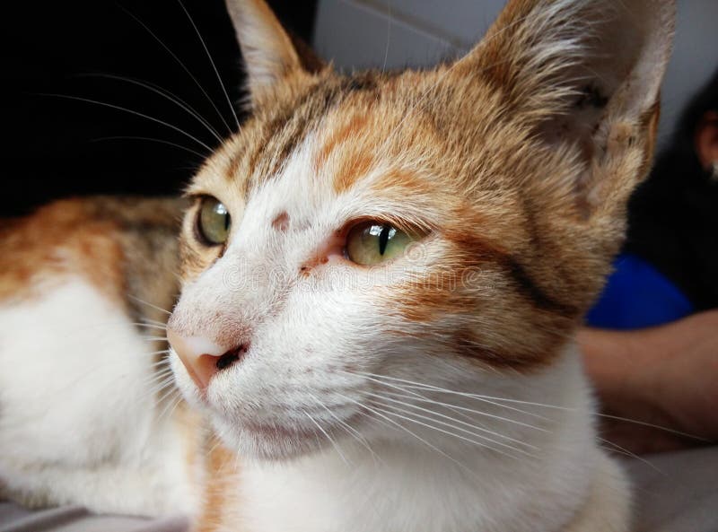 Little Cat stock photo. Image of small, little - 55514872