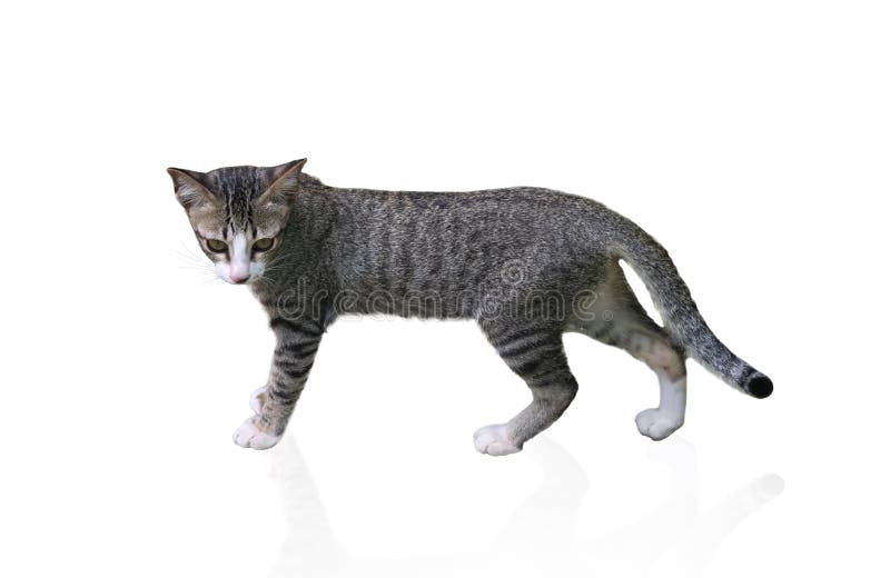 299 Cat Standing Forward Stock Photos - Free & Royalty-Free Stock ...