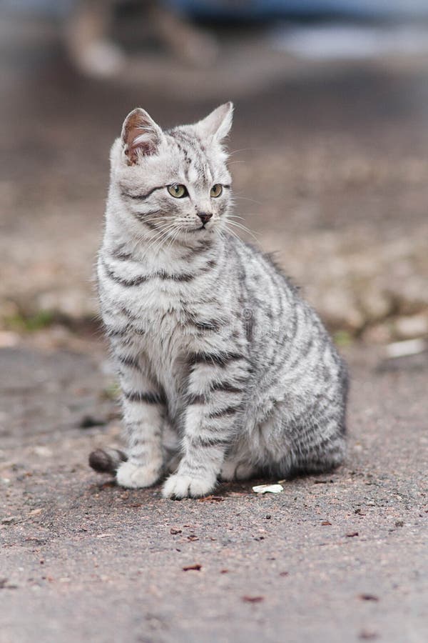 Little cat stock image. Image of animal, adult, life - 36327625