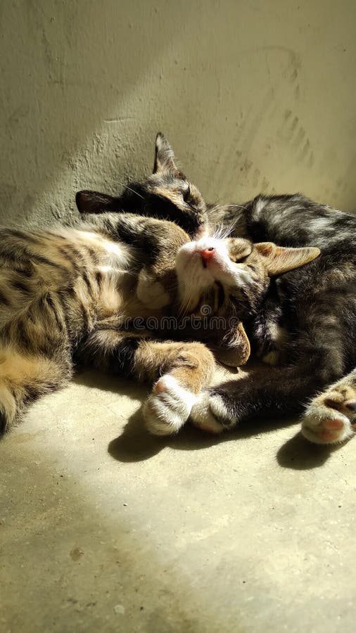 Little Cat Sunbathing in the Afternoon Stock Photo - Image of little ...