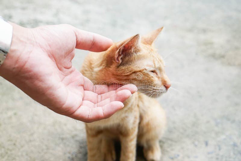 Little Cat Turns His Face when Playing with Stock Image - Image of girl ...
