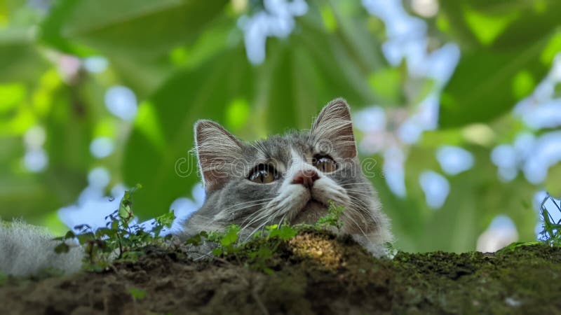 The little cat under tree stock photo. Image of grey - 246736890