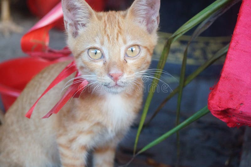 Little cat stock photo. Image of mammal, whiskers, fauna - 73457816