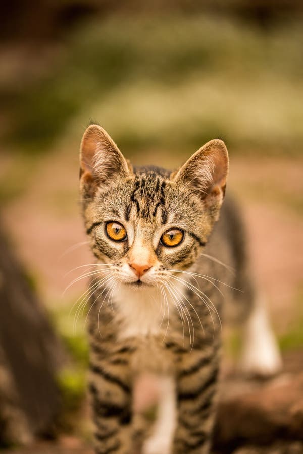 Little cat stock photo. Image of wildcat, wildlife, mammal - 260110578