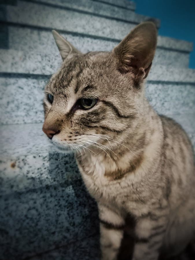 A little cat zoom image. stock photo. Image of beauti - 202543560