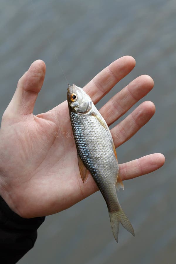 Little catch stock image. Image of flipper, aquatic, fishingline - 30867797