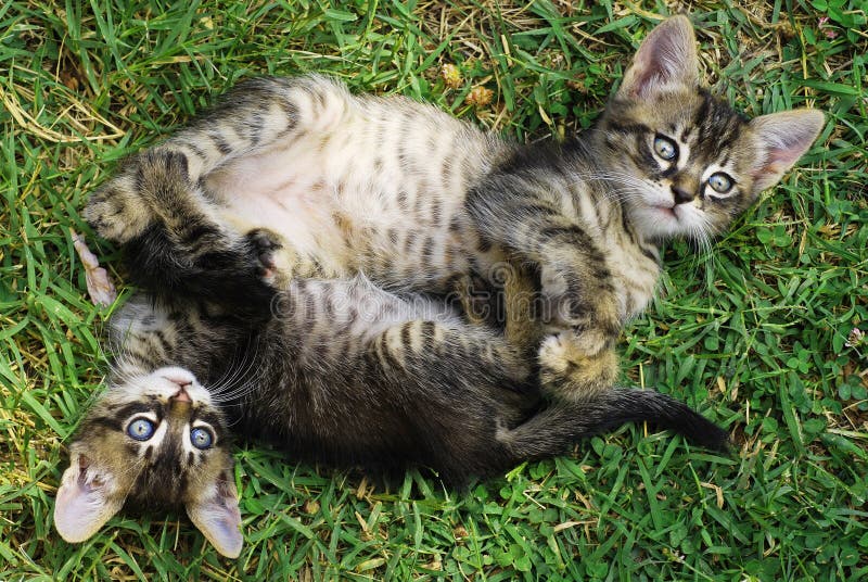 Little cats stock image. Image of closeup, animal, domestic - 449125