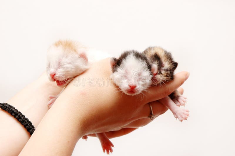 Little Cats stock photo. Image of cute, mammals, born, nice - 971276
