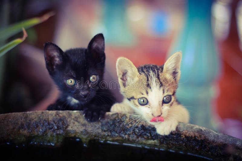 Little cats stock photo. Image of little, cute, cats - 85392718