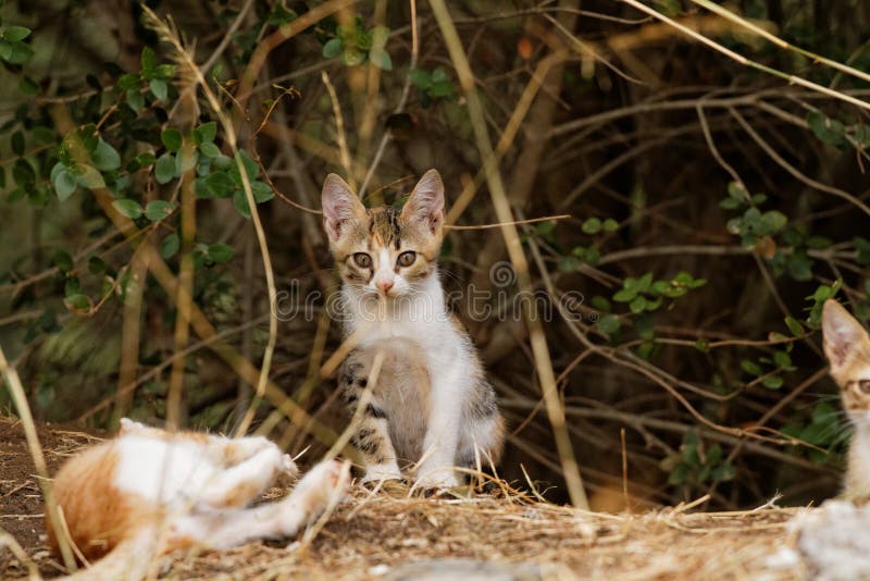 Little cats stock image. Image of feline, purebred, cute - 42130951